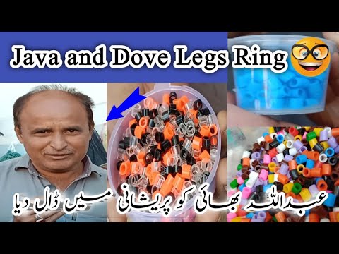 Java Bird Leg Ring l Dove Bird Leg Rings l V No 257 Sur Birds Channel ...