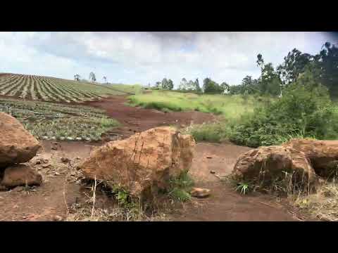 Touring delmonte plantation - YouTube