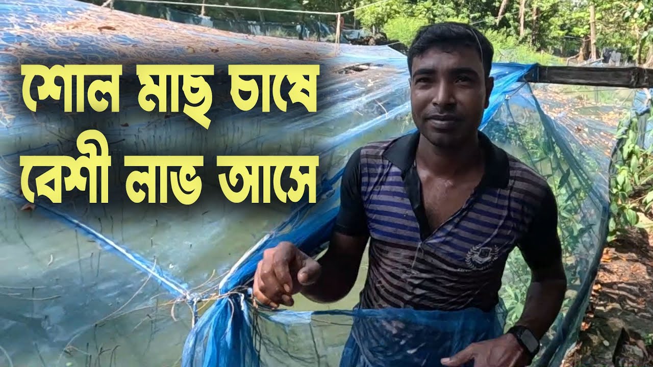 ছোট্ট পুকুরে অল্প বিনিয়োগে শোল মাছ চাষ পদ্ধতি | Snakehead Fish Farming ...