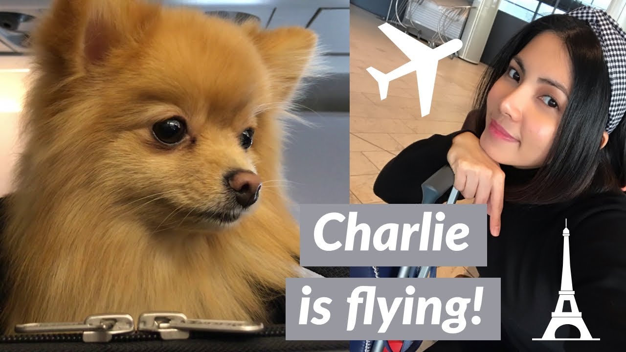 Flying to Paris with my Pomeranian dog! - YouTube