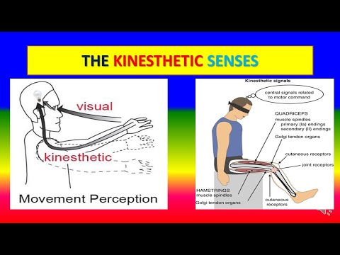 What Is Kinesthesis In Psychology