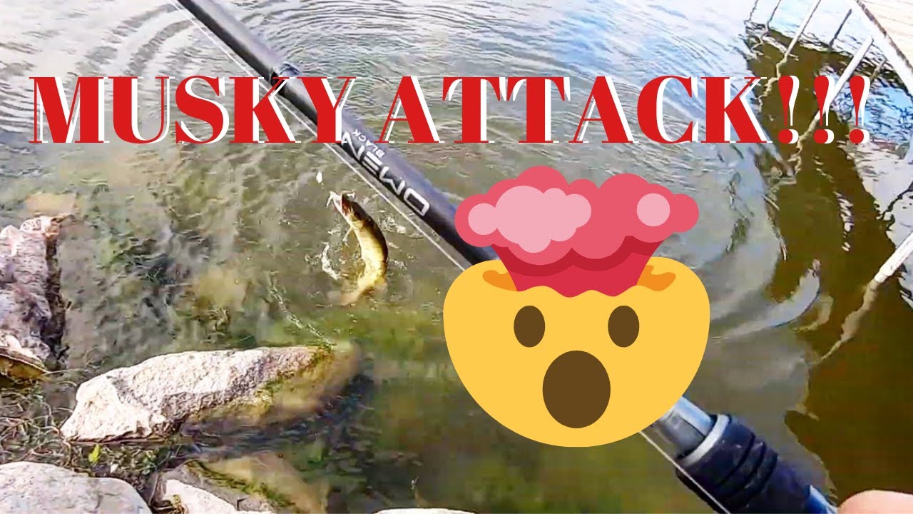MUSKY ATTACK While Bass Fishing!!! (my first musky ever) - YouTube