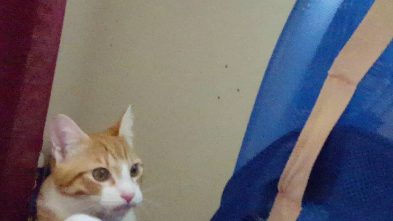 Garfield chasing big fly - YouTube