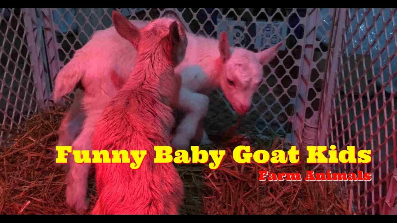 Funny Baby Goat Kids - YouTube
