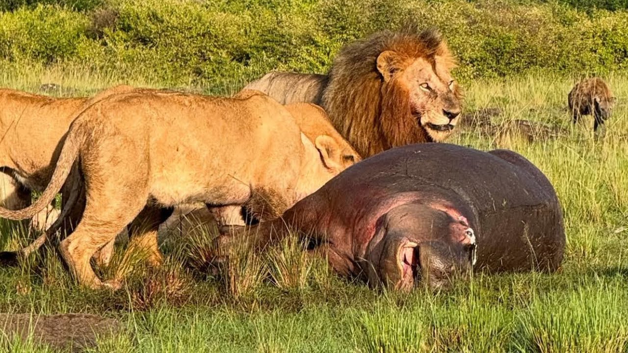 Last Partner of Legendary Morani Male Lion | Muwaji took down a Hippo ...