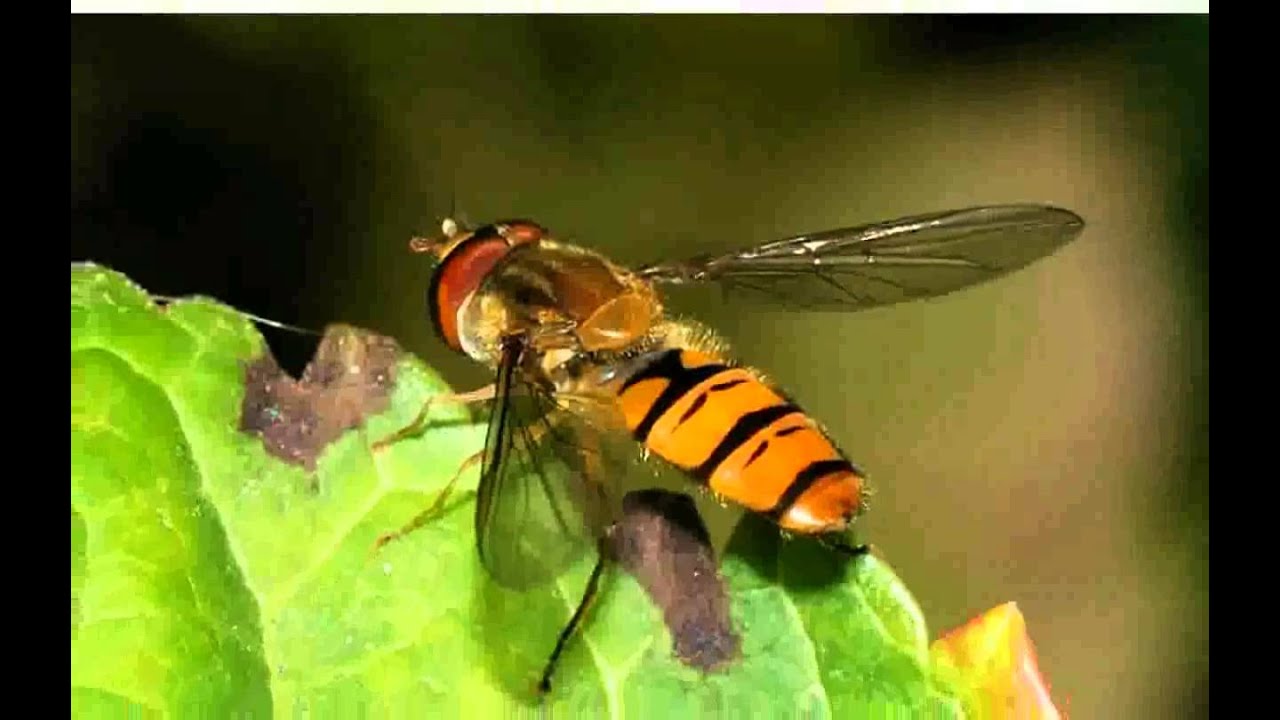 Hoverfly - Images - YouTube