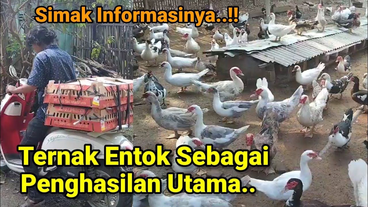 Cara Terbaru Menjadikan Ternak Entok Sebagai Penghasilan Utama. - YouTube