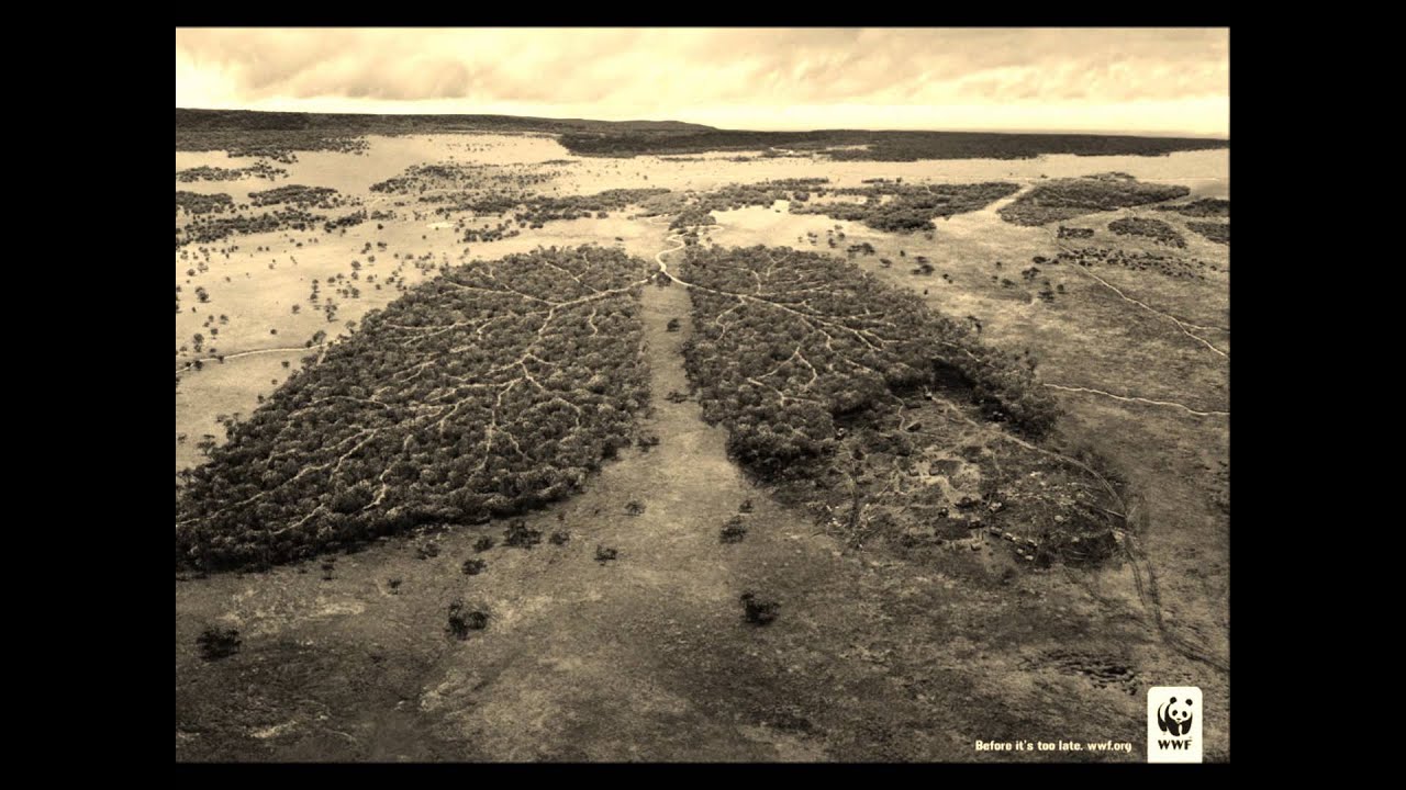 Why Humans are making Animals Endangered - YouTube