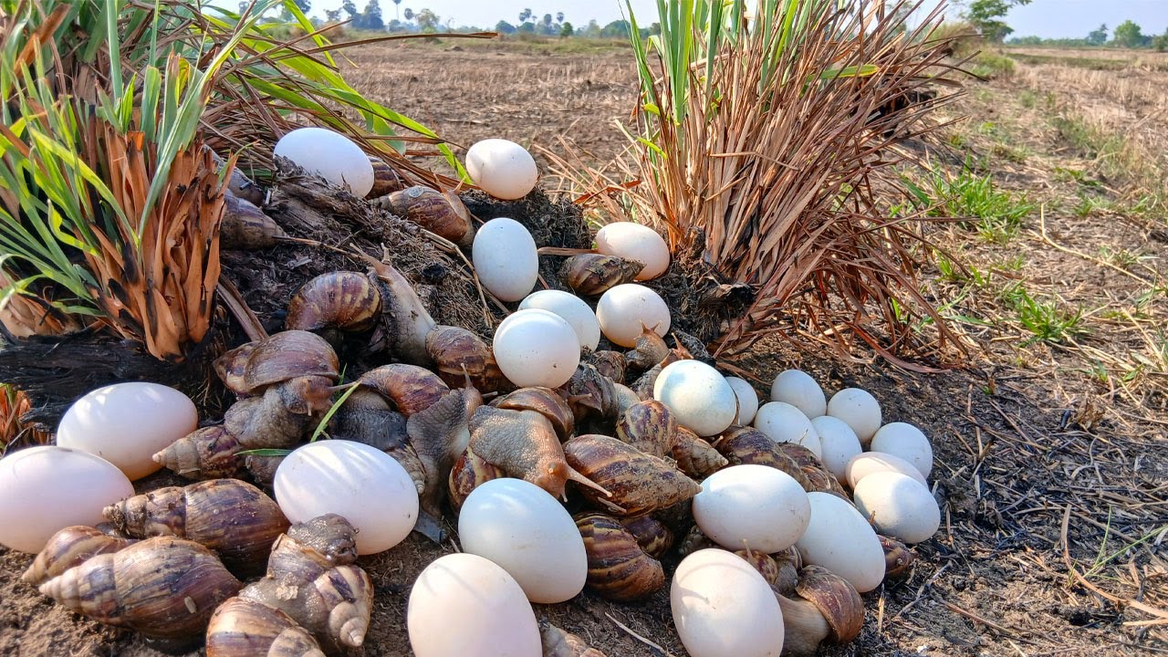 wow amazing! a farmer pick a lots of eggs duck and pick strange snail ...