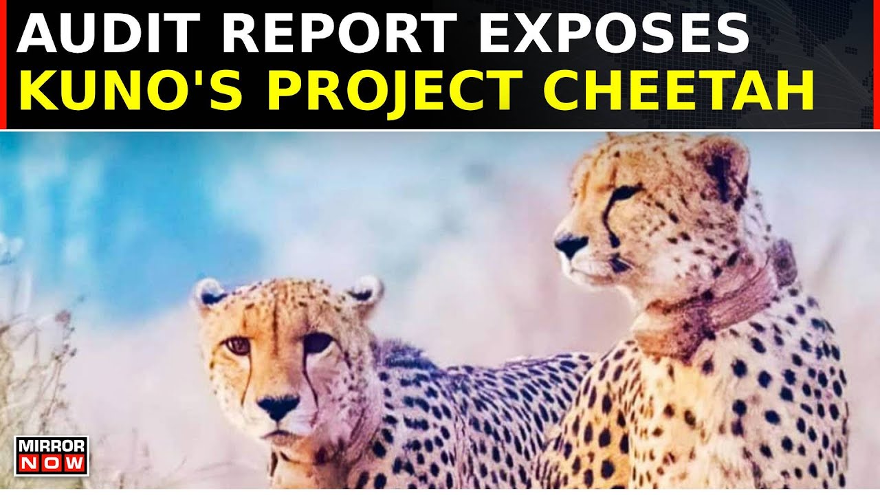 Audit Exposes Red Flags in Kuno National Park's Project Cheetah ...