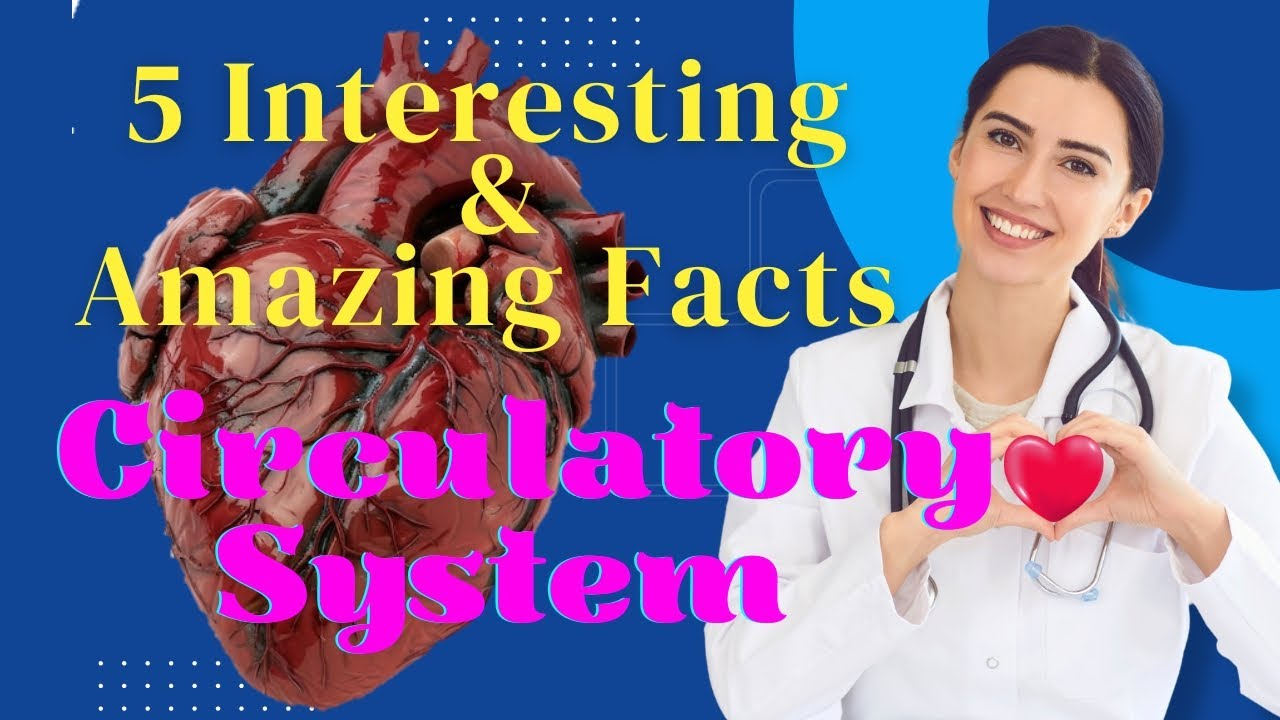 Some Interesting Facts About The Circulatory System - YouTube