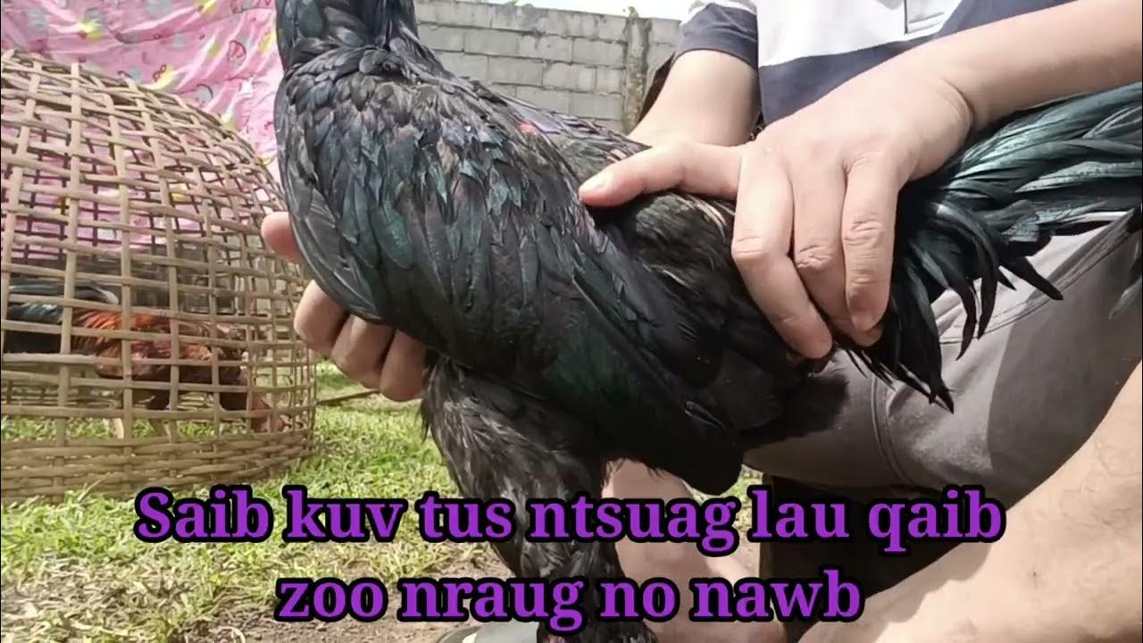 Los shaw ib tus ntsuag lau qaib rau cov fc nej sawv daws saib ua si - YouTube