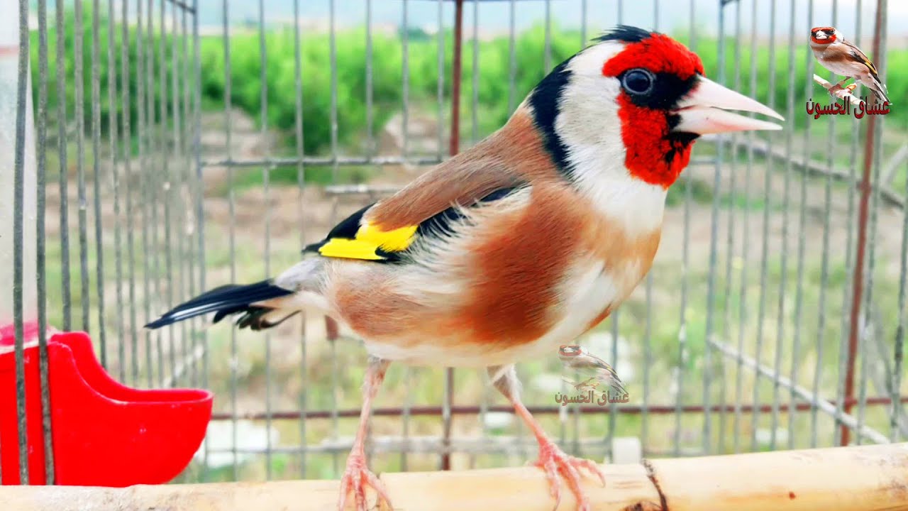 الحسون يغرد - أفضل طائر الحسون يمكنك رؤيته في حياتك - YouTube