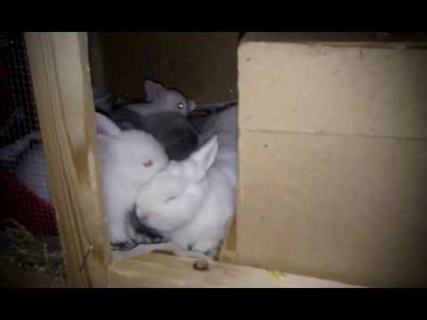 Lola and her babies (Netherland Dwarf) - YouTube