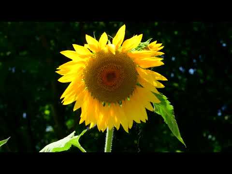 Bakara Suresi Yahya Havva سُورَةُ البَقَرَة 2 راحة نفسية تفرج   لهم والغم والضيق