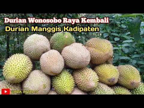 Mas Igun, Petani Durian Dari Manggis Kadipaten, Duriannya Legit Manis ...
