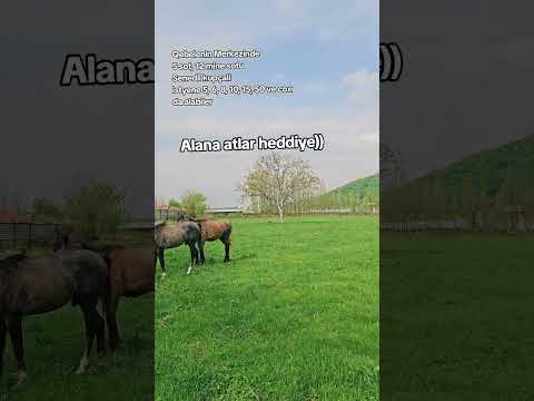 Qebelede torpaq satışı  5, 7, 10, 20 ve her ölçüde.#satılan #torpaq #emlak