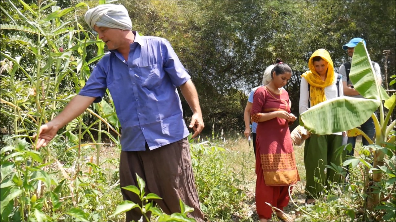 Do Nothing Farming - Krishna of Solitude Farms - Auroville - Part 5 ...