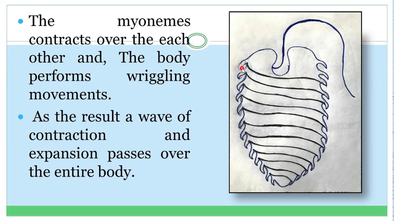 Euglena viridis | Locomotion in euglena |Types of locomotion | #zoology ...