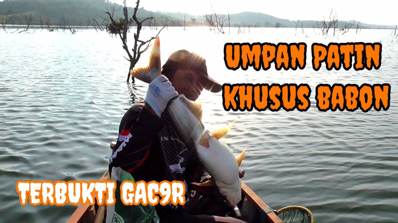 Umpan Paling Cocok Untuk Ikan Patin Indukan | Babon Patin Umpan Jitu ...