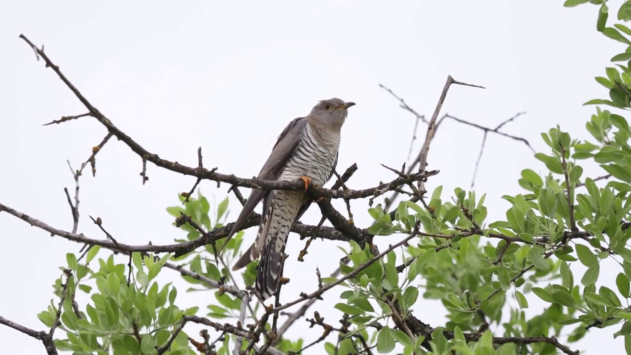 Common cuckoo Cuculus canorus, Qyqja - YouTube