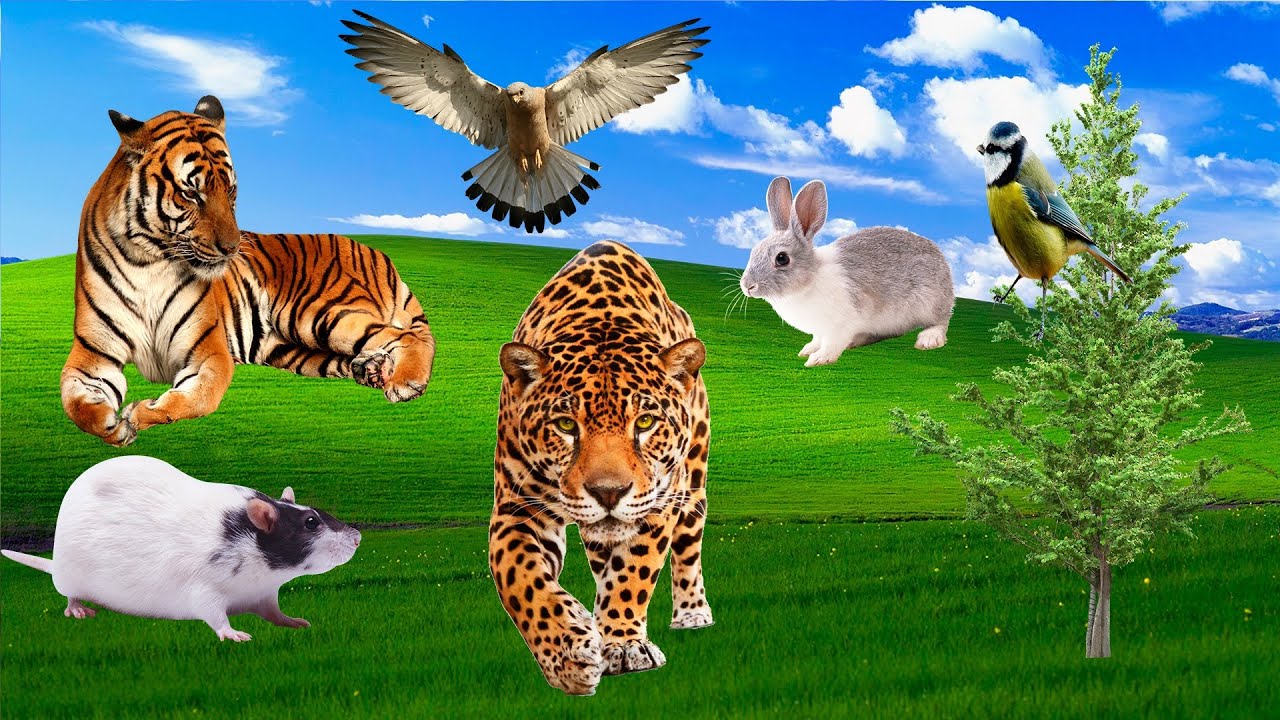 Learning animal sounds - dog, rabbit, cat, lam, tiger. Animal Sounds ...
