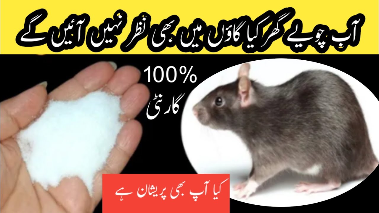 Chuhe bhagany ka Tarika || Rat killer | How to get rid of Rats ...