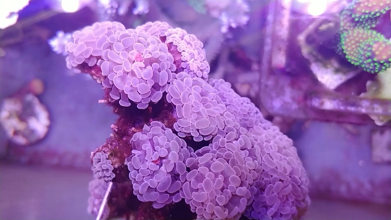 Pink hammer coral's enjoying Tetra bits - YouTube