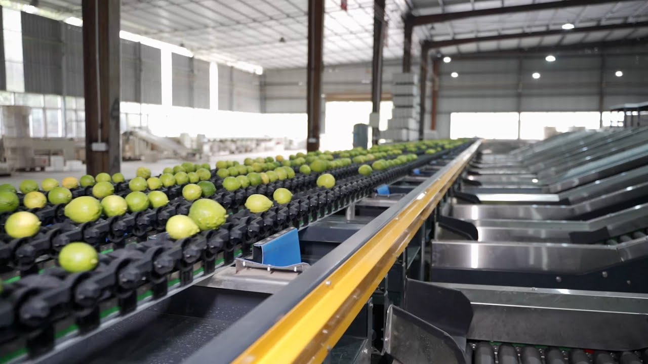 Lemon Sorting Processing Line - YouTube
