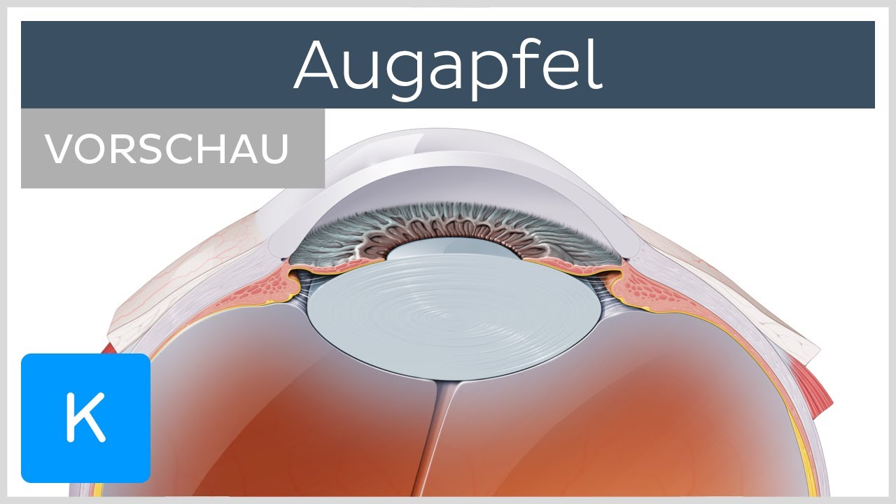 Augapfel (Vorschau) - Anatomie des Menschen | Kenhub - YouTube