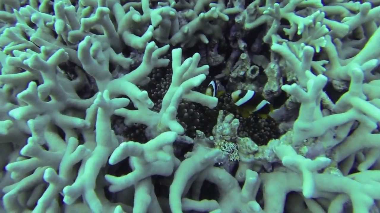 Great Barrier Reef - Norman Reef & Saxon Reef - YouTube