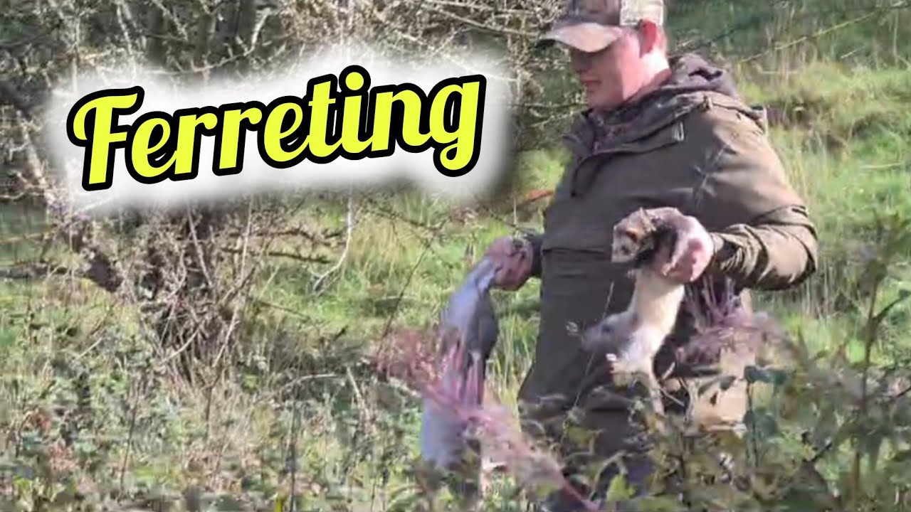 Easy Morning Ferreting, Brambles And Bunnies - YouTube