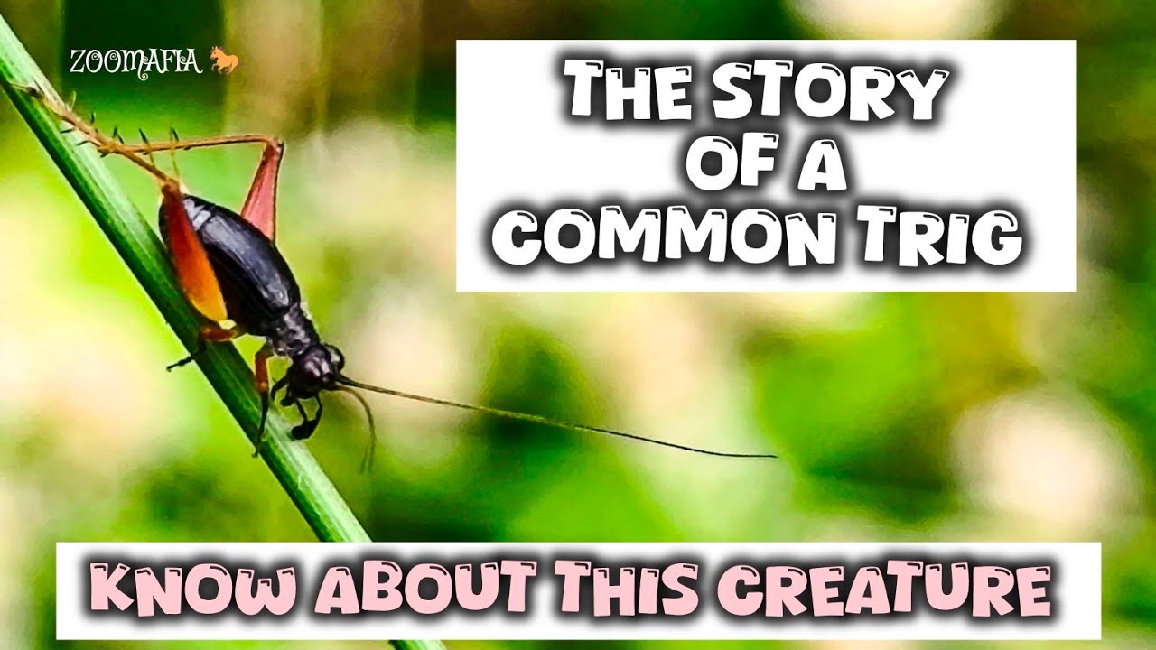 The Common Trig(Trigonidium cicindeloides)@zoomafia001 #animals # ...