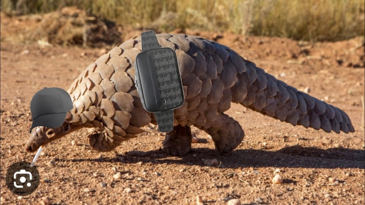 Flea 100% | For NCDL - YouTube