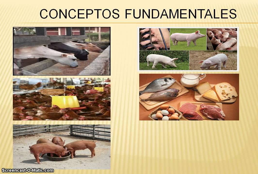 Introduccion A la Alimentacion Animal 1 - YouTube