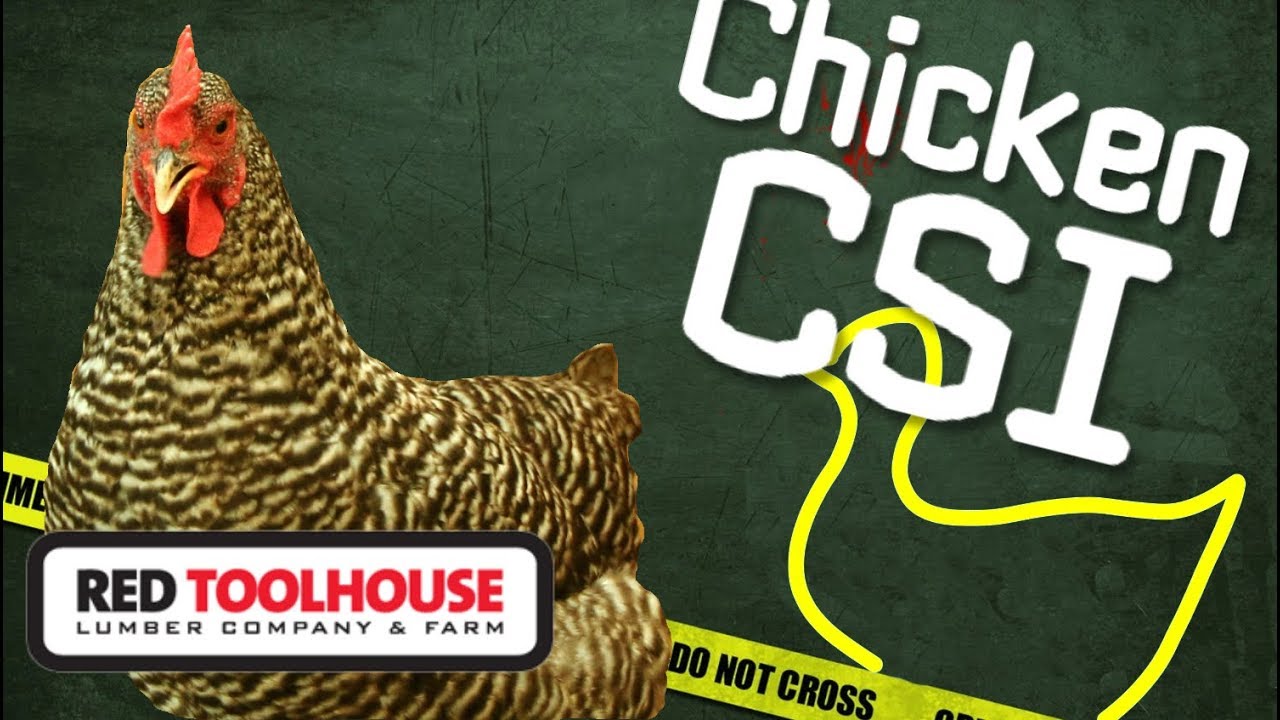 Ep96: Chicken murder is back on the homestead! - YouTube