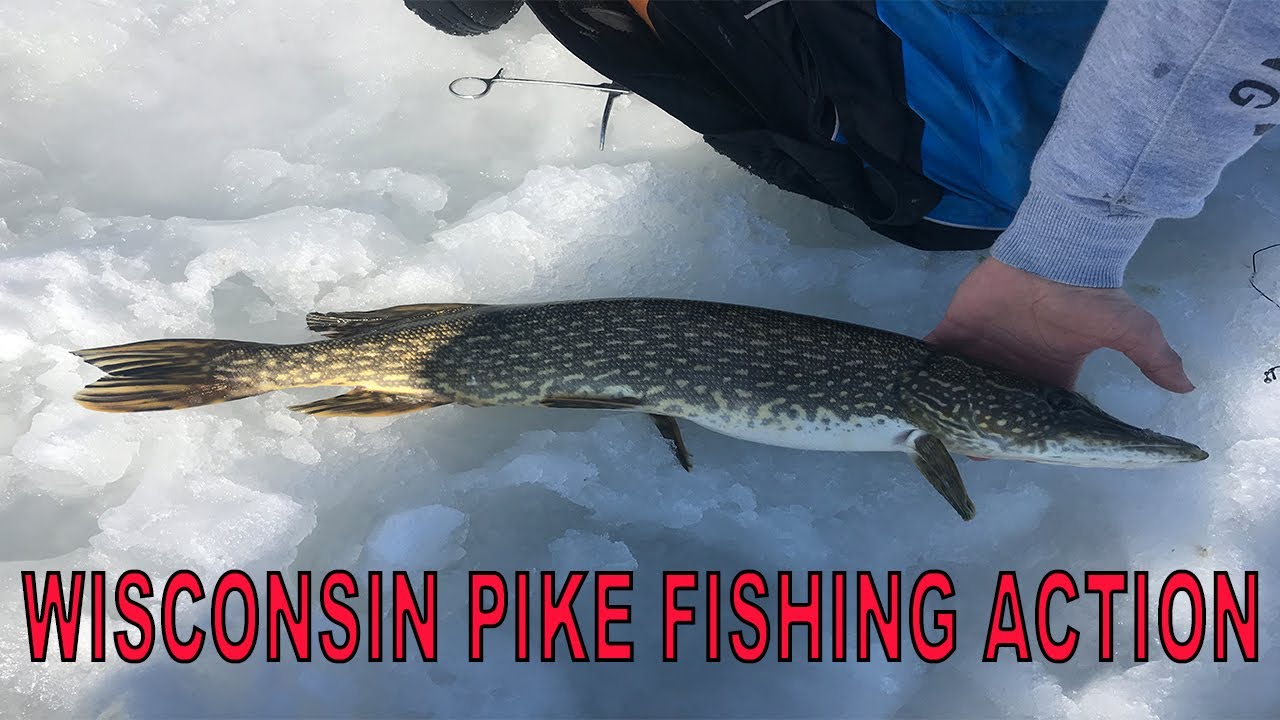Wisconsin Pike Fishing Action - YouTube