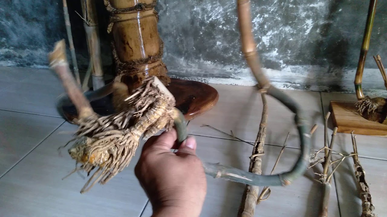 Koleksi dari pring gading - YouTube