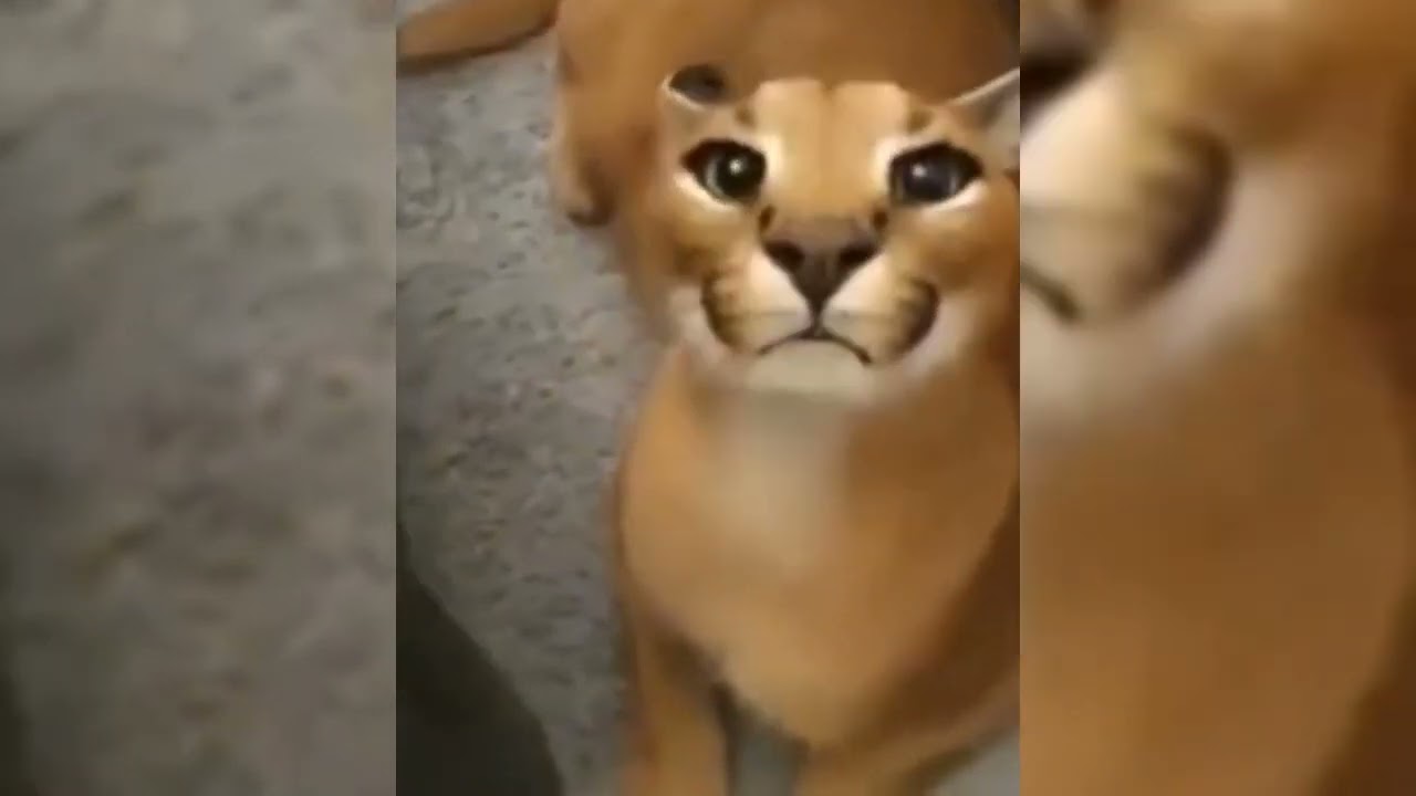 FLOPPA RIENDOSE - YouTube