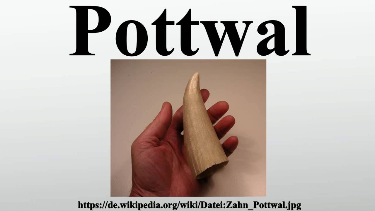 Pottwal - YouTube