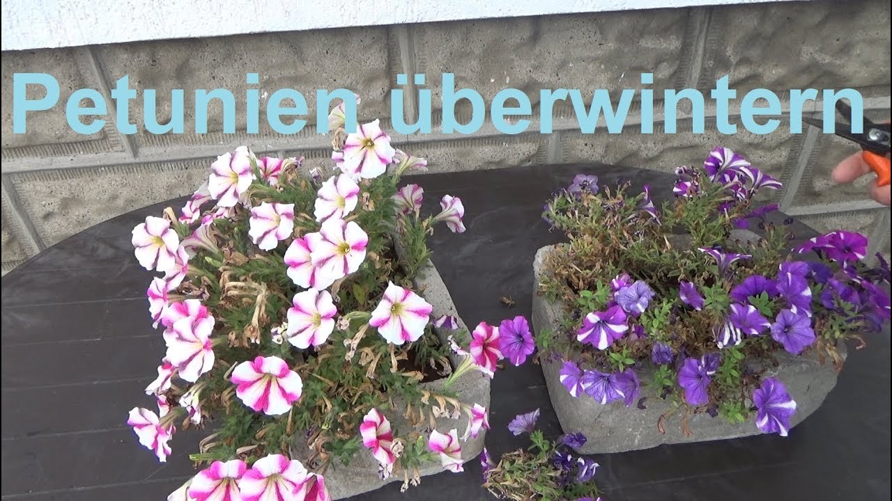 Berwintern Von Petunien