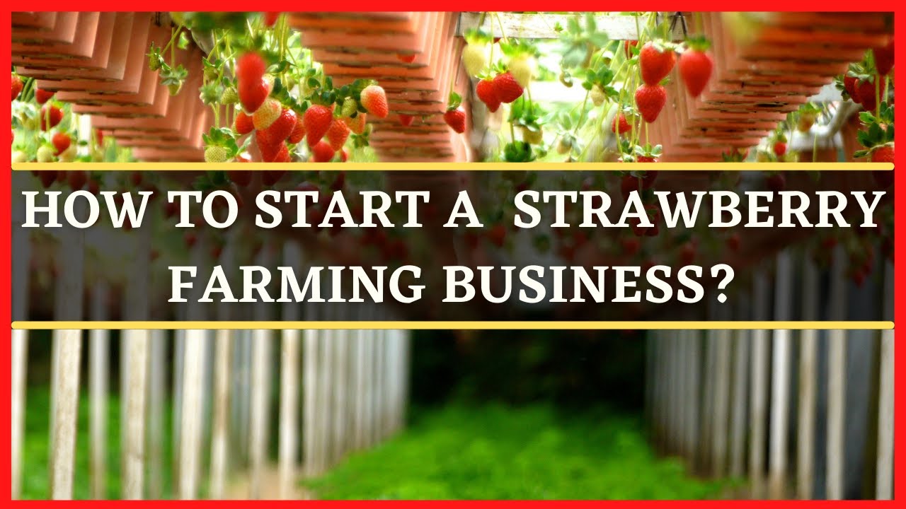 STRAWBERRY FARMING: HOW TO START A STRAWBERRY FARM?|STRAWBERRY ...
