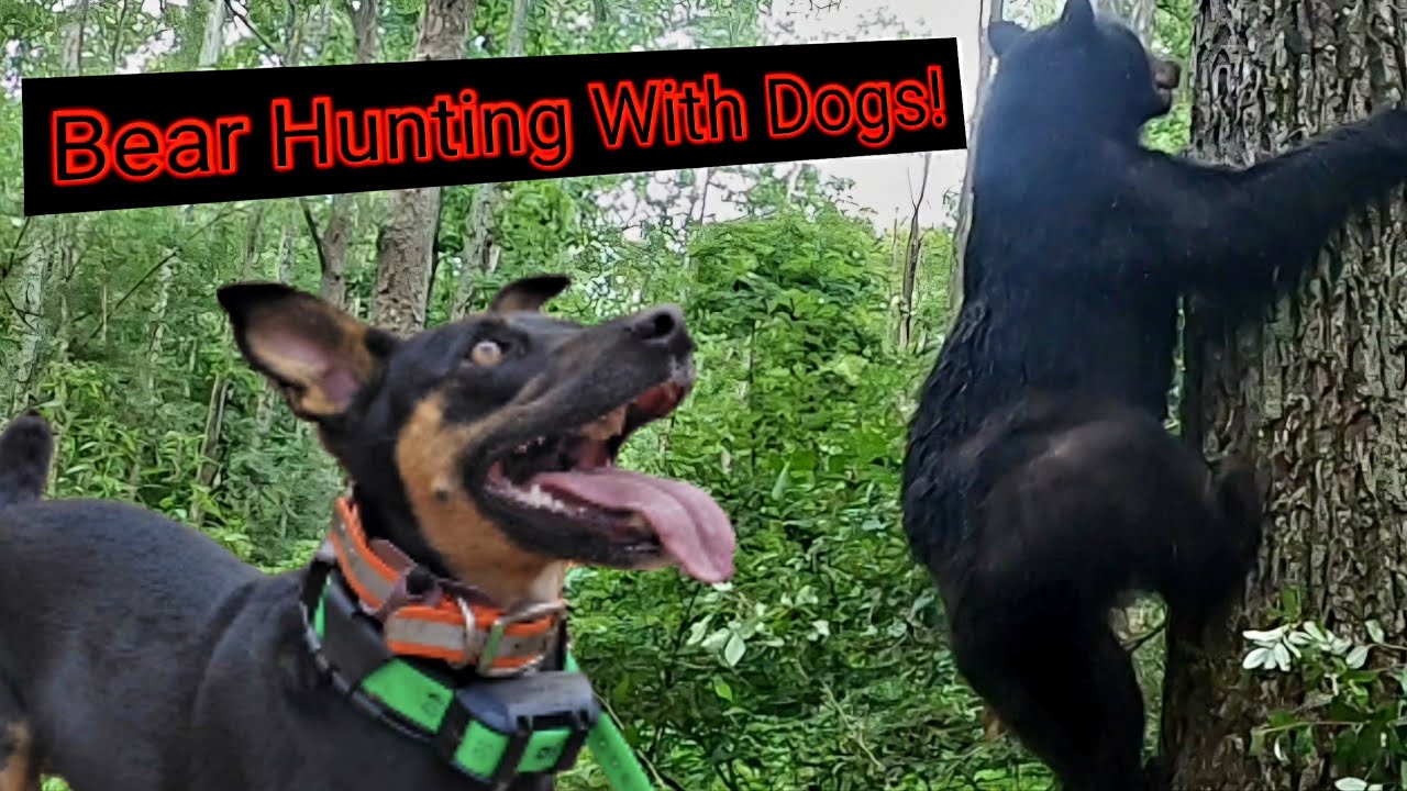 BEAR Hunting With Dogs! ACTION PACKED! - YouTube