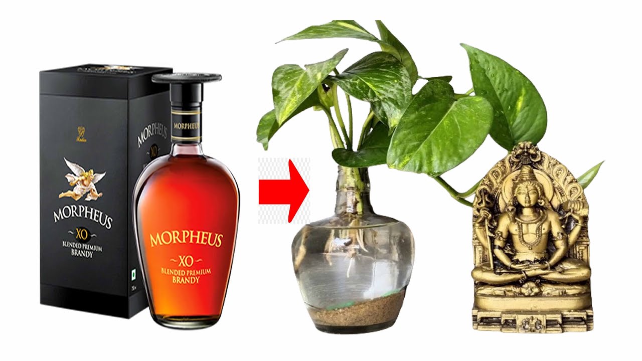 money plant in Morpheus brandy bottle | indoor plants | crafts | # ...