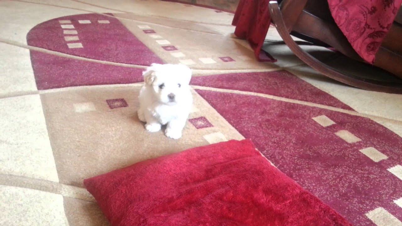 Cute puppy barking - YouTube