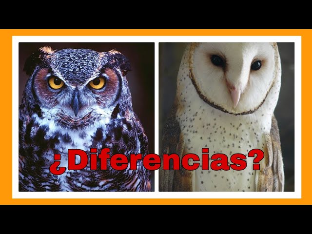 Diferencia entre búho y lechuza【SOLUCIÓN】