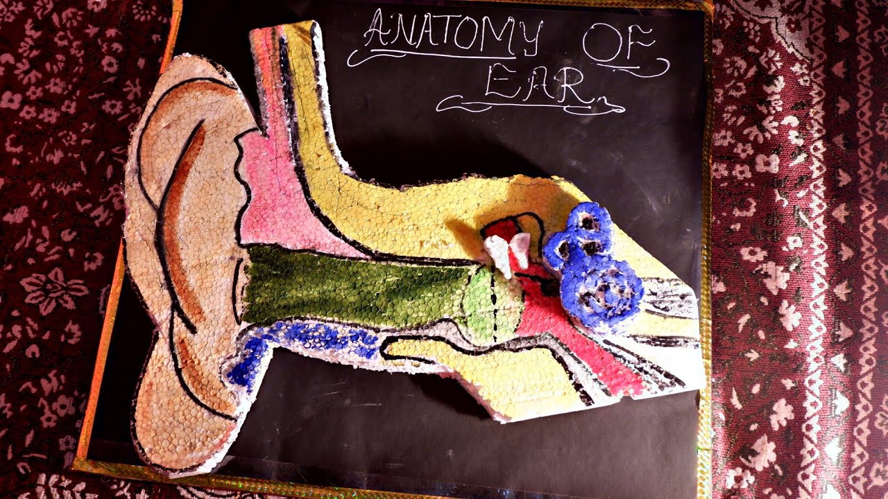 Model (AV Aids) of Anatomy Of EAR| Model|Nursing Students #nursing # ...
