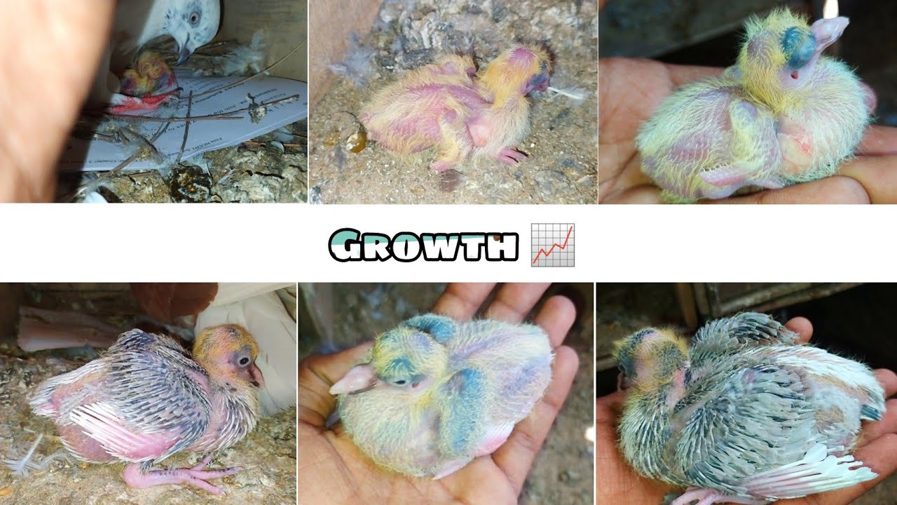 𝐁𝐡𝐮𝐫𝐨 𝐄𝐤𝐤𝐚 𝐒𝐨𝐧 𝐆𝐫𝐨𝐰𝐭𝐡 ! 🕊️ 𝐏𝐫𝐨𝐠𝐫𝐞𝐬𝐬 🐦🔥 - YouTube