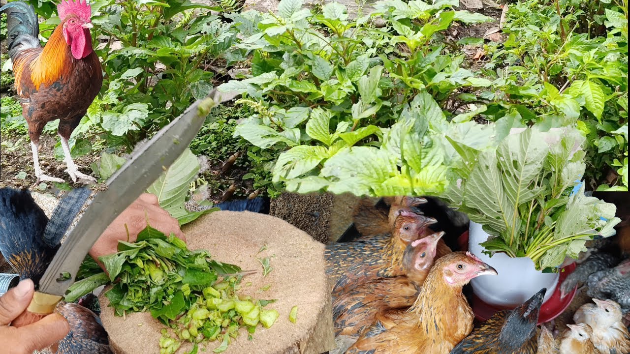 Genius Techniques for Raising Chickens || Farming Nepal Aara || - YouTube