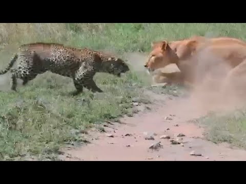 Leopard vs Lioness – You Won’t Believe Who Charges First